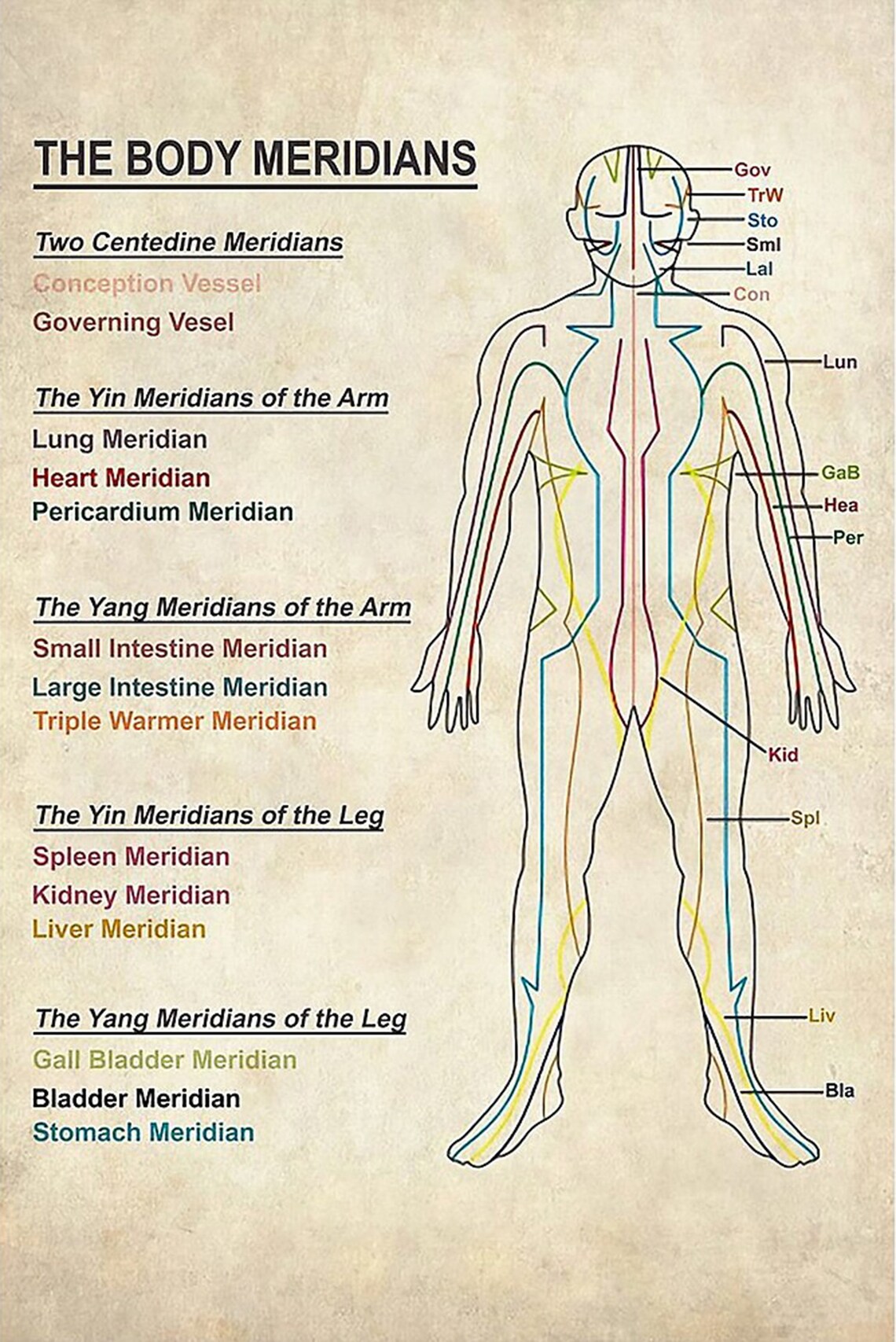 Acupuncture the Body Meridians Poster Vintage Poster - Etsy Canada