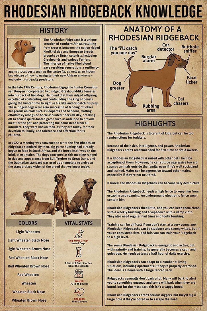 Rhodesian Ridgeback Size Chart