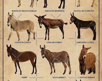 Types of Donkeys Poster - Etsy