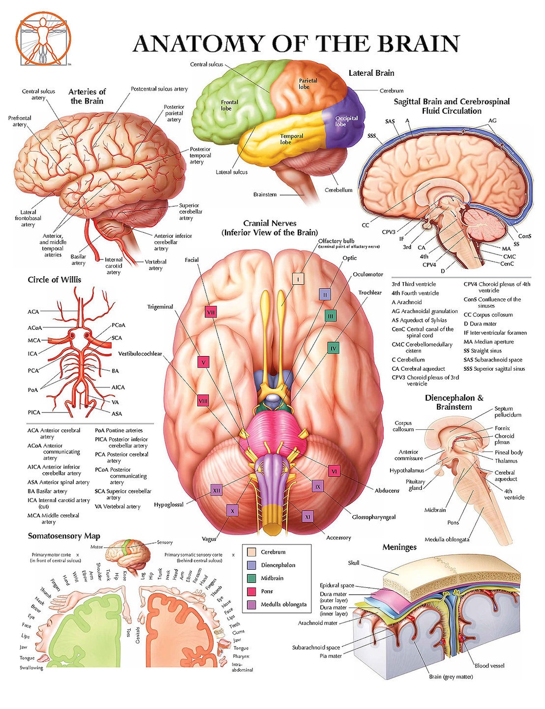 Human Brain Labeled Inferior View Human Brain Labeled Inferior View