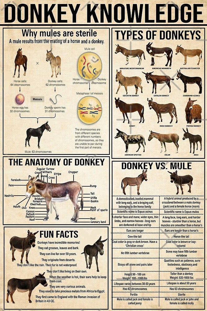 Donkey Knowledge for Donkey Lover Poster Wall Decor Animal - Etsy