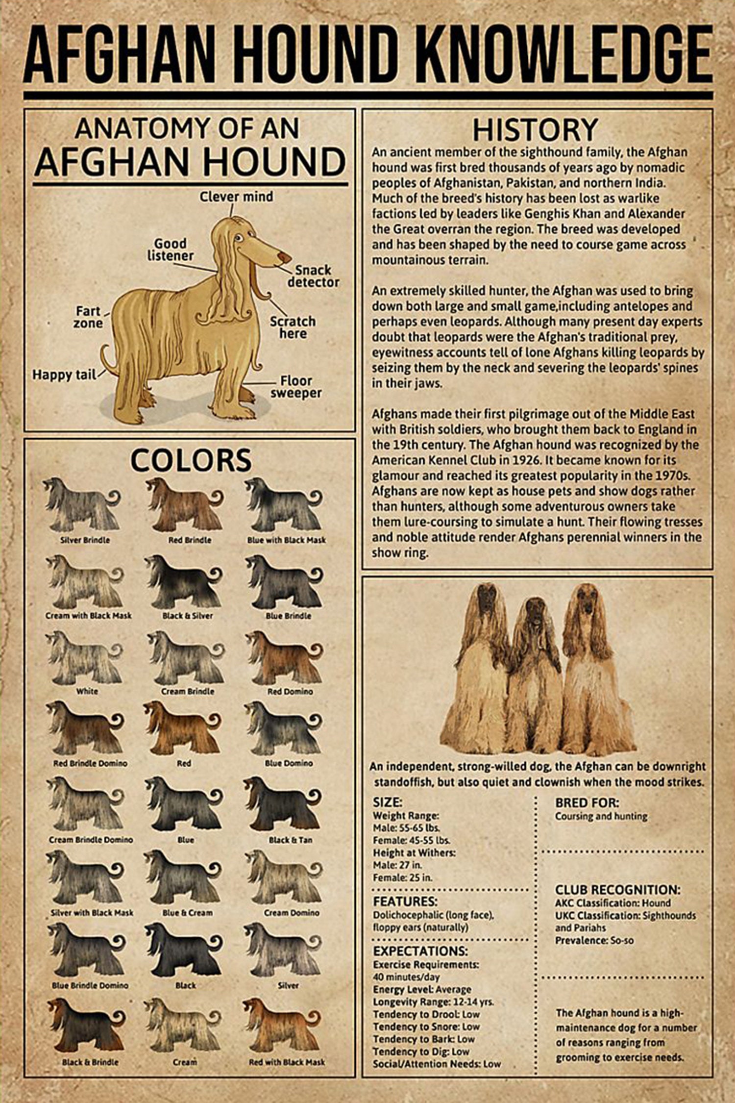 Afghan Hound Knowledge Anatomy of an Afghan Hound Poster - Etsy