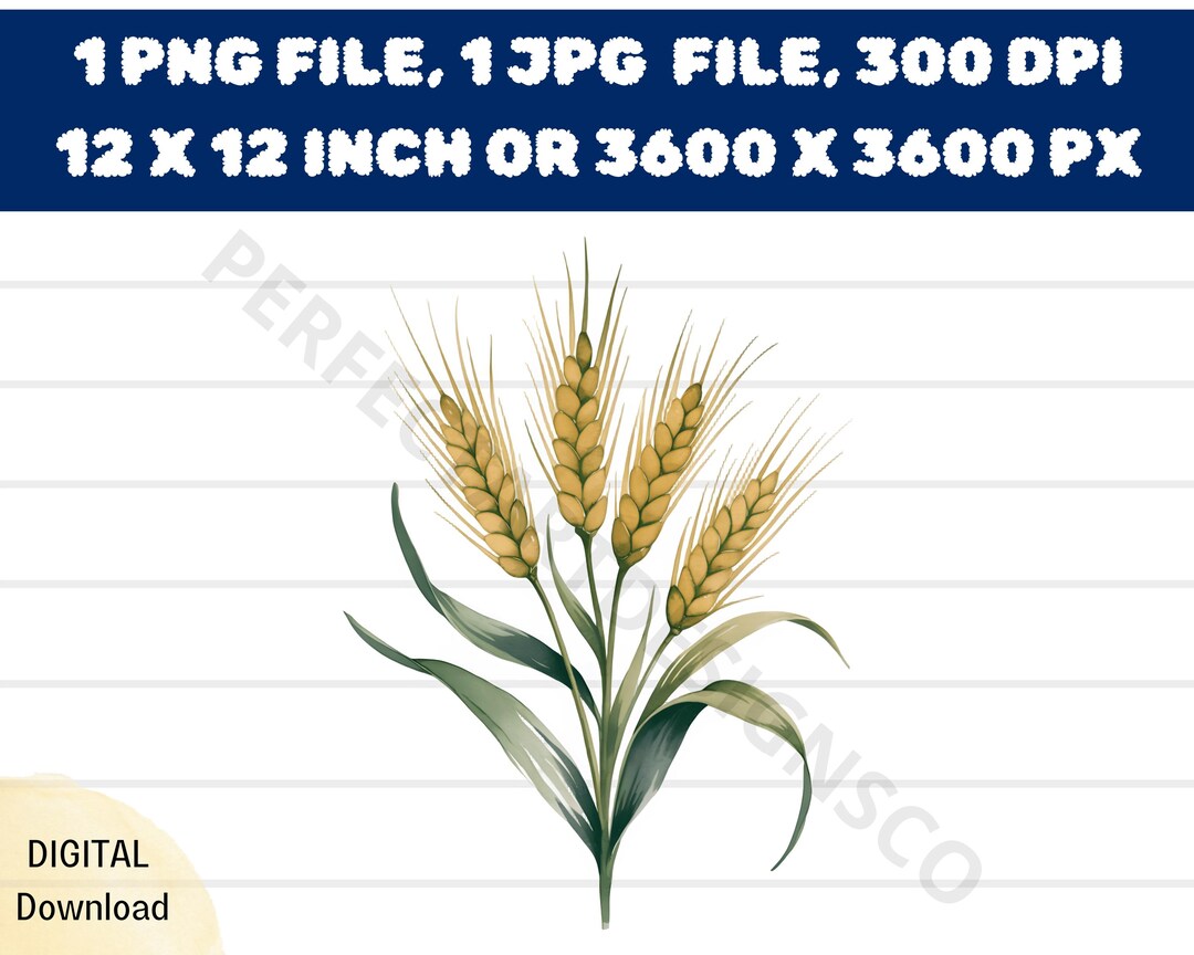 Barley Watercolor Clipart, Barley Watercolor Png Transparent Background ...