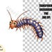 Centipede Watercolor Clipart, Centipede Watercolor Png Transparent ...