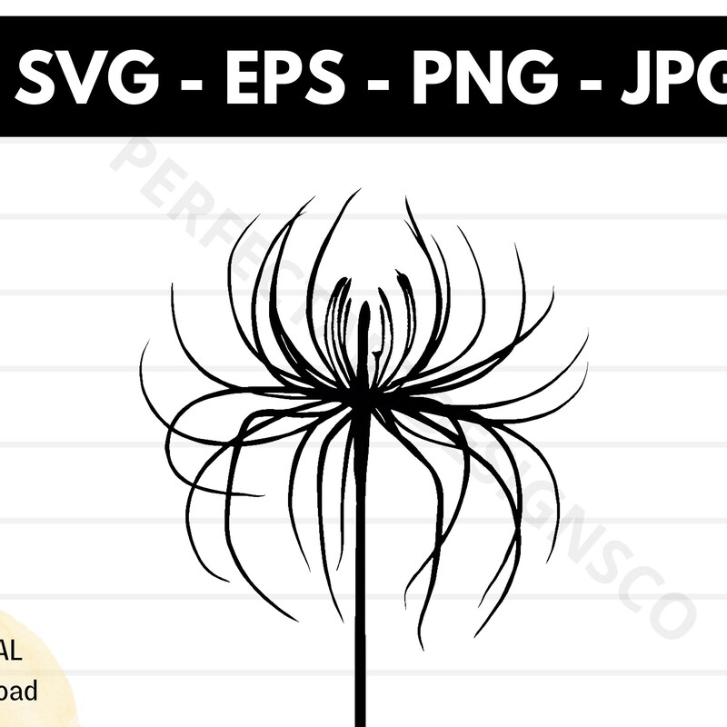 Spider Lily - Etsy