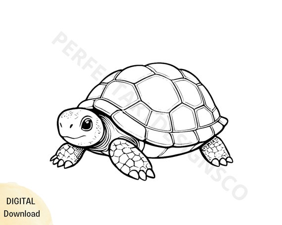 Tortoise Drawing Outline Turtle Outline Sketch Stock Illustrations
