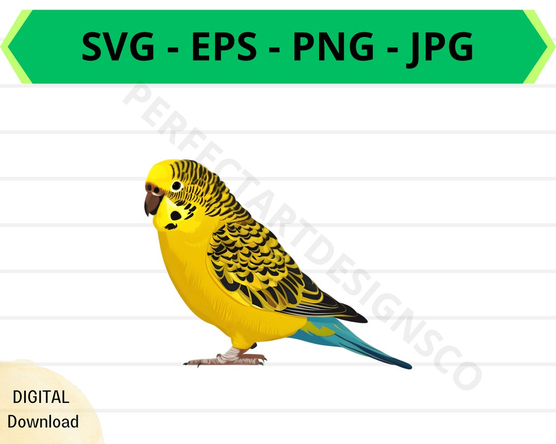 Budgie Svg, Budgie Clipart, Budgie Svg para Camisa, Arquivo Svg para ...