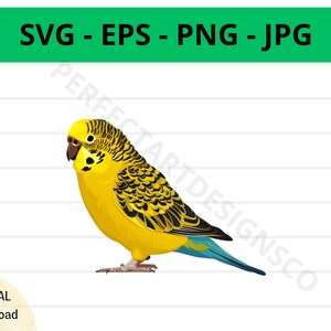Budgie Svg, Budgie Clipart, Budgie Svg for Shirt, Svg File for Cricut ...