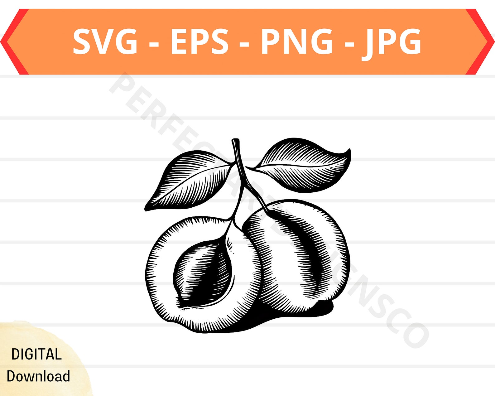 Apricot Outline Svg, Apricot Fruit Clipart, Apricot Svg for Shirt, Svg ...