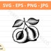 Apricot Outline Svg, Apricot Fruit Clipart, Apricot Svg for Shirt, Svg ...