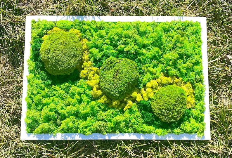 The Green Wall in Your Home Natural Green Moss Ball Stabilized Moss ...