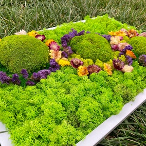 The Green Wall in Your Home Natural Green Moss Ball Stabilized Moss ...