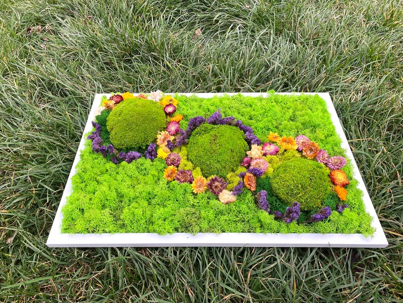 The Green Wall in Your Home Natural Green Moss Ball Stabilized Moss ...