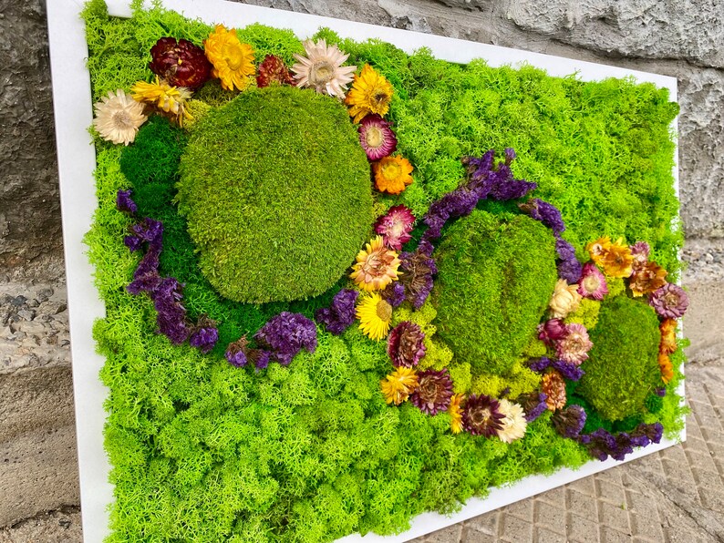 The Green Wall in Your Home Natural Green Moss Ball Stabilized Moss ...