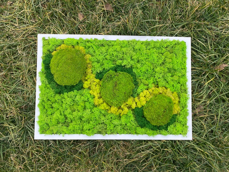 The Green Wall in Your Home Natural Green Moss Ball Stabilized Moss ...