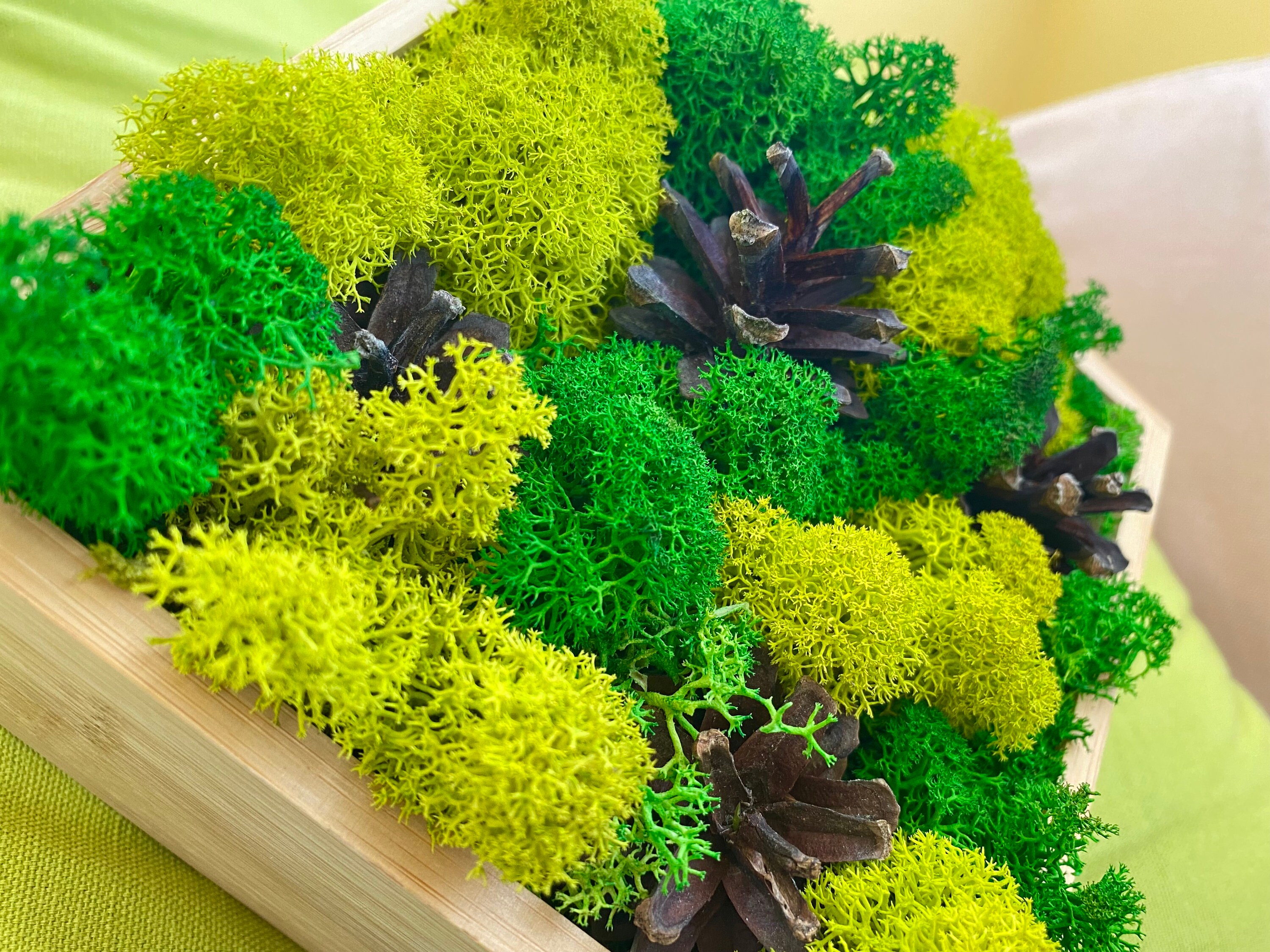 Nature Inspired Table Decor - Indoor Garden Preserved Moss Display Box ...
