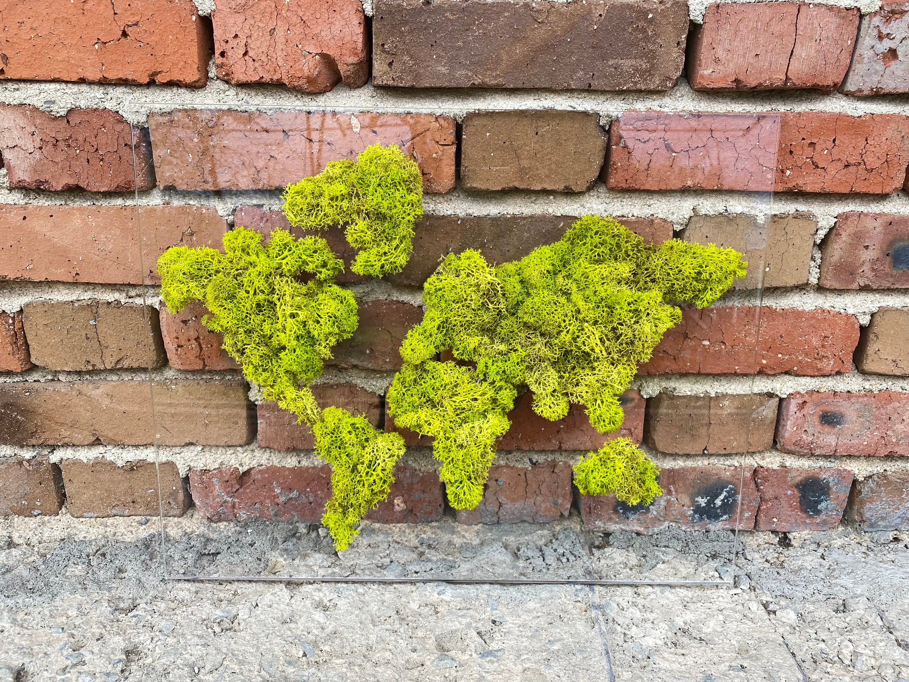 Hanging Preserved Moss World Map, Clear Base, Lemon Green Raindeer Moss ...