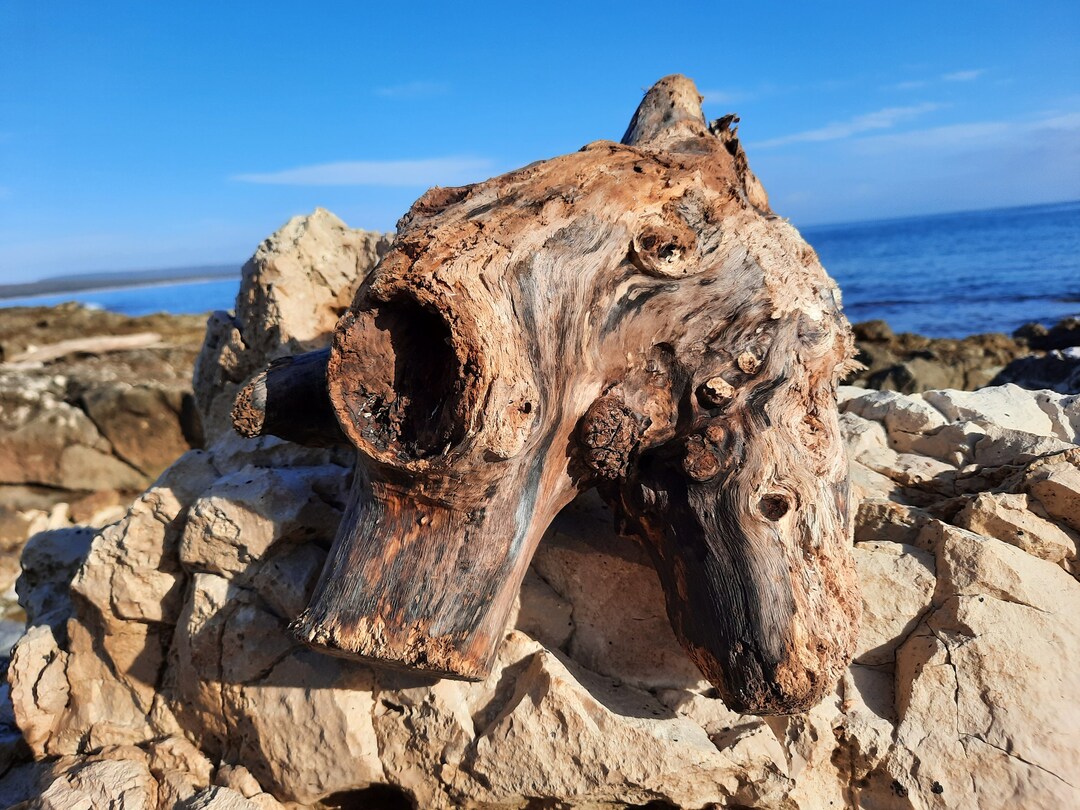 1 Piece of Wood, Flotsam, Driftwood Root, Root, Driftwood for Crafts ...