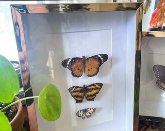 Real Butterfly Framed Wall Decor, Butterfly Display, Butterfly ...