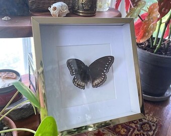 Real Butterfly Framed Wall Decor, Butterfly Display, Butterfly ...