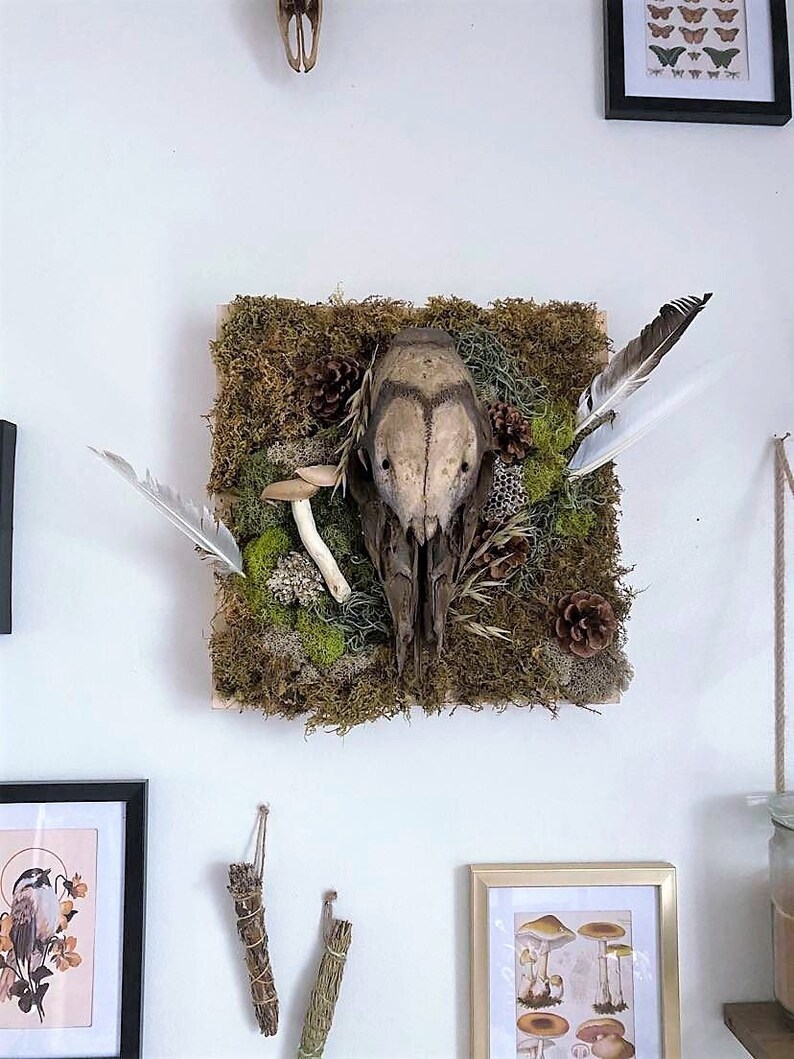 Real Deer Skull Art, Natural Organic Decor, Animal Bone Decor - Etsy