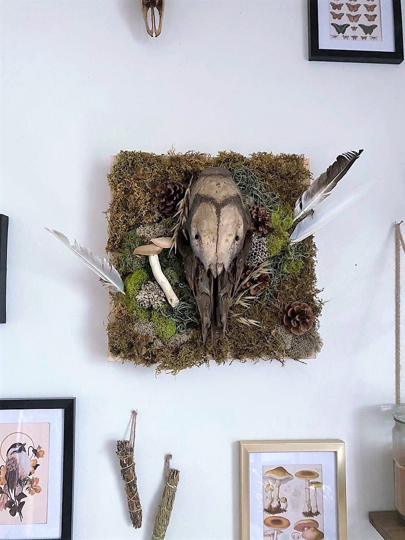 Real Deer Skull Art, Natural Organic Decor, Animal Bone Decor - Etsy