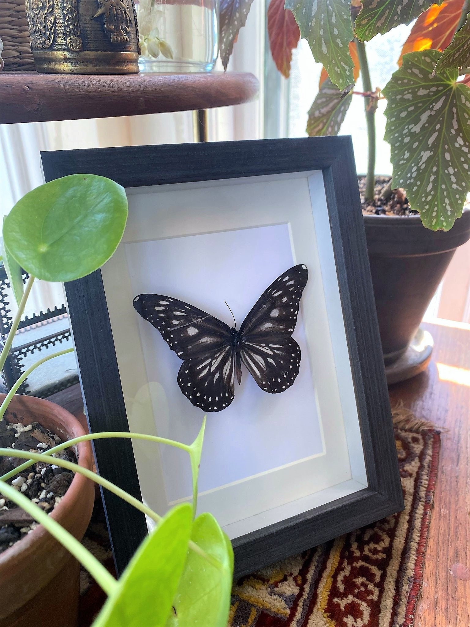 Real Butterfly Framed Wall Decor, Butterfly Display, Butterfly ...