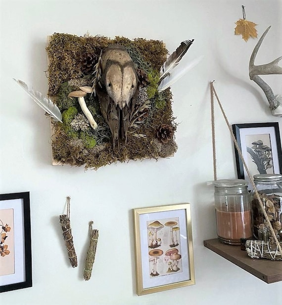 Real Deer Skull Art Natural Organic Decor Animal Bone Decor - Etsy
