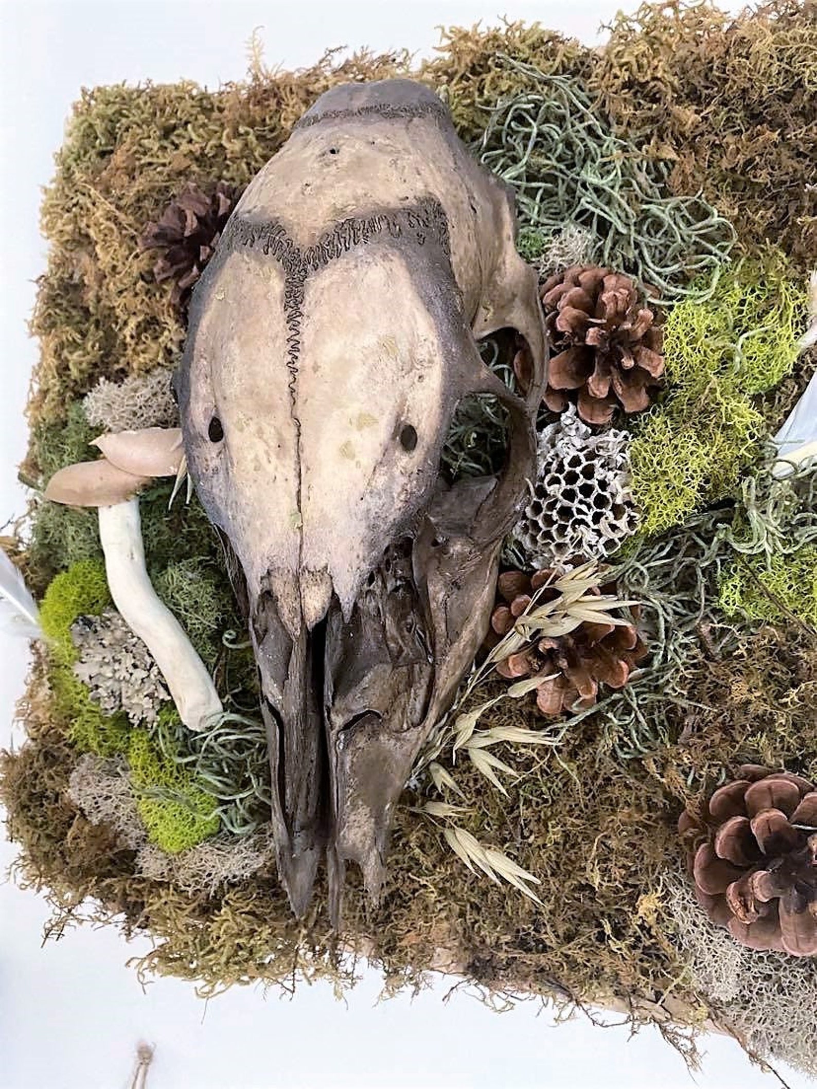 Real Deer Skull Art, Natural Organic Decor, Animal Bone Decor - Etsy