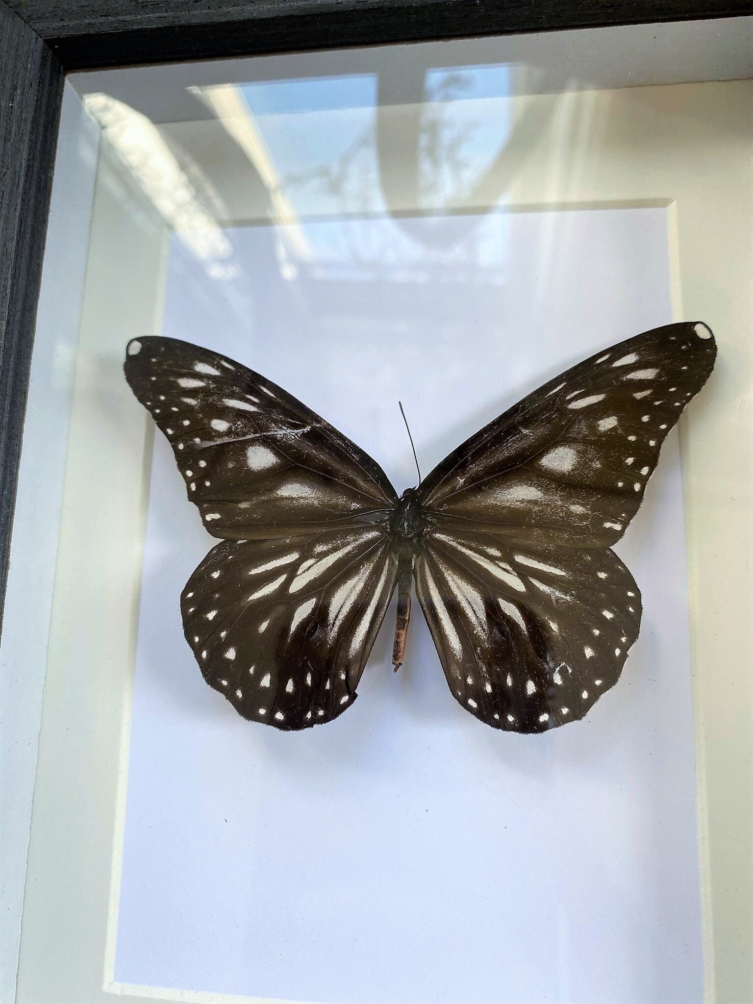 Real Butterfly Framed Wall Decor, Butterfly Display, Butterfly ...