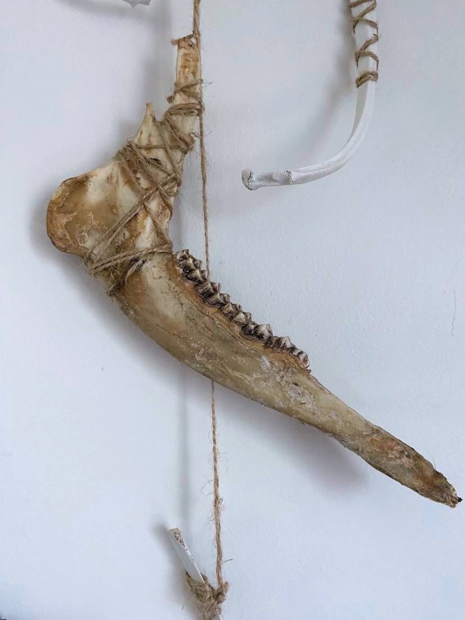 Animal Bone Wall Hanging, Natural Organic Wall Decor, Animal Bone Art ...