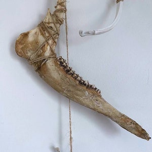 Animal Bone Wall Hanging, Natural Organic Wall Decor, Animal Bone Art ...