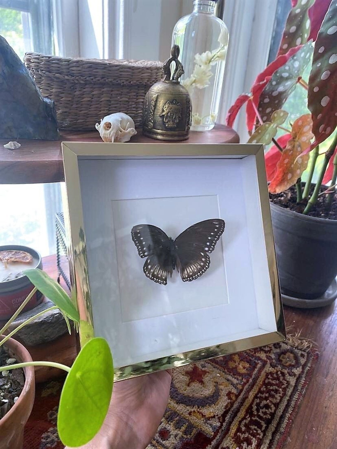 Real Butterfly Framed Wall Decor, Butterfly Display, Butterfly ...
