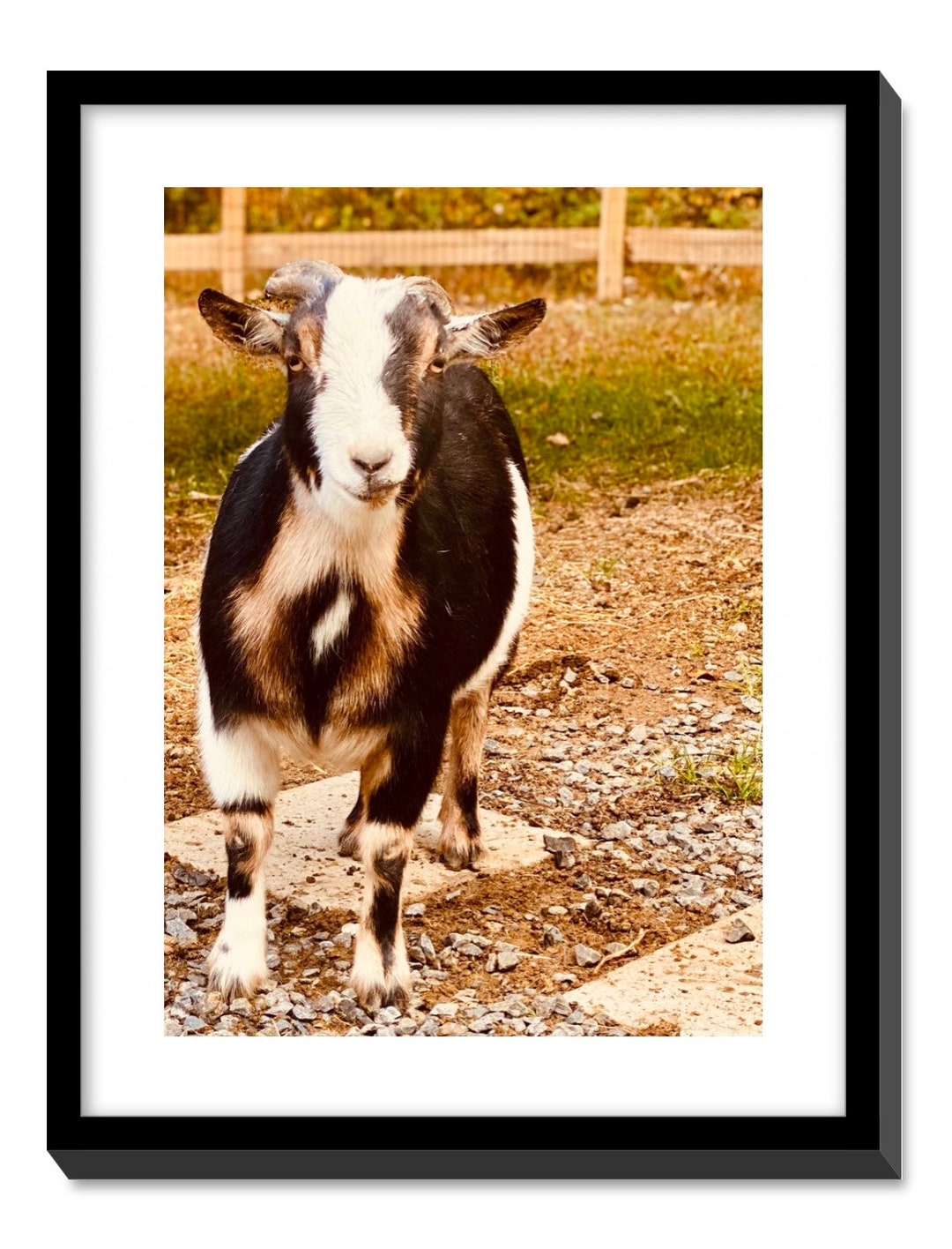Flame of Heart Goat-12x16 Farm Photo Art Wall Decor - Etsy