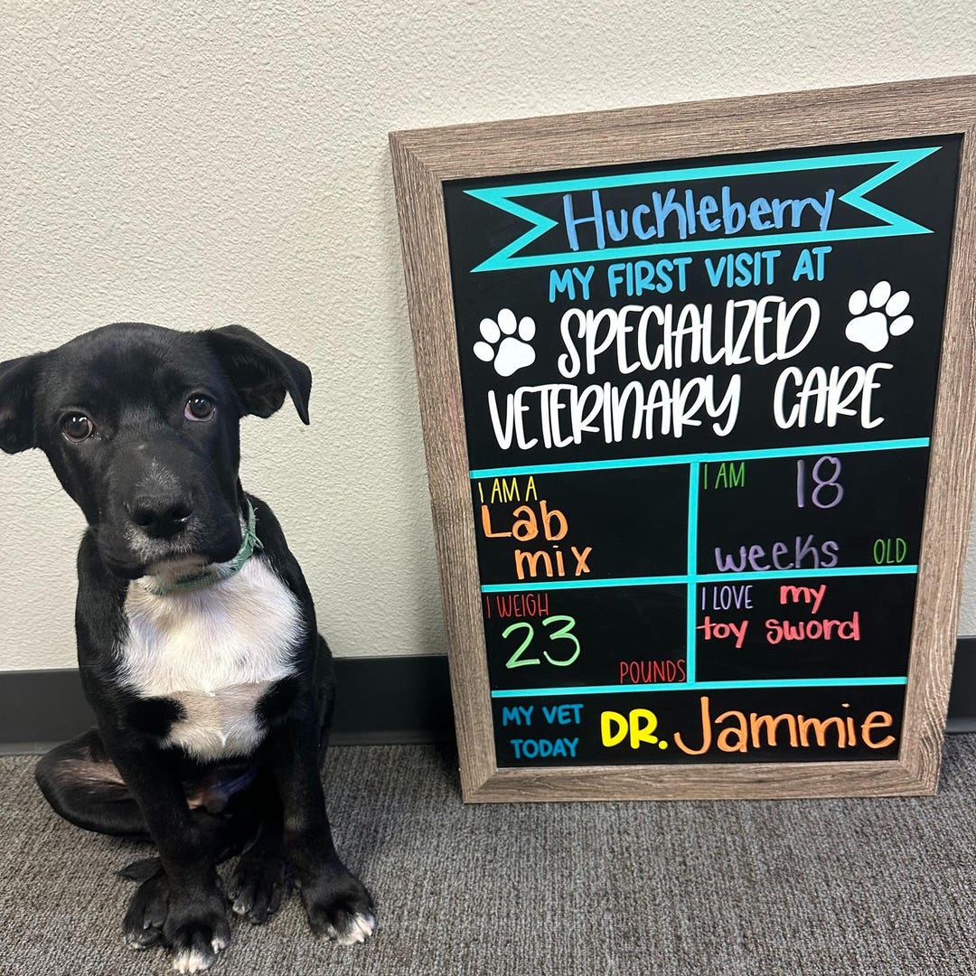 1st Visit Puppy/kitten Board - Etsy