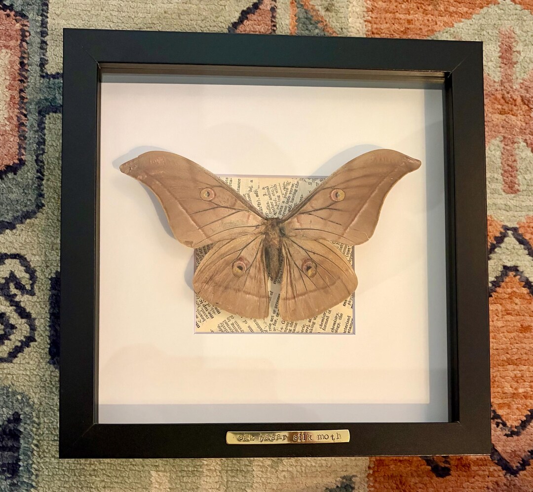 1 Real Spread and Framed Oak Tussar Silk Moth / Antheraea Pernyi ...