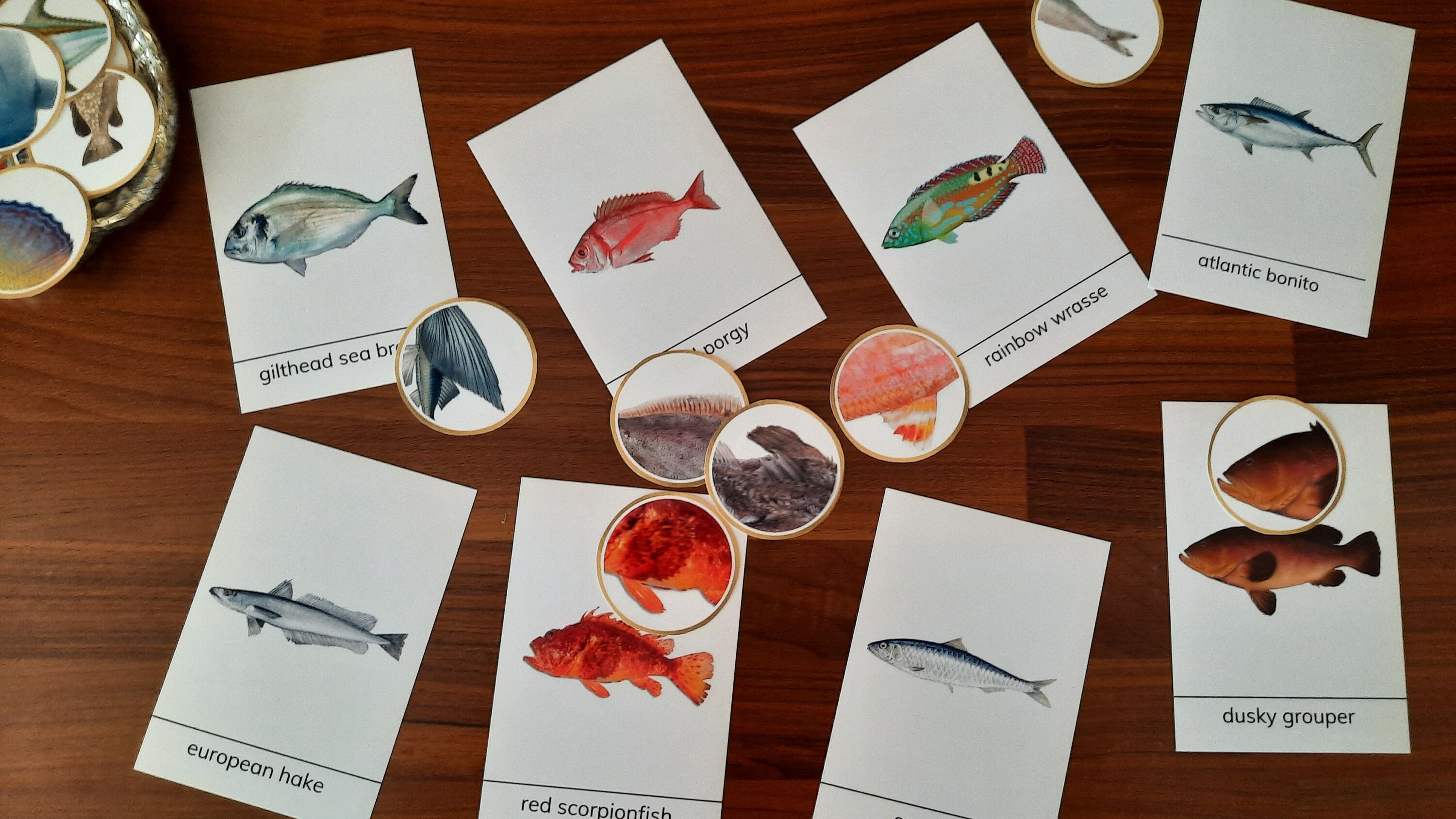 Fish Montessori Flashcards Montessori Materials Printable - Etsy Australia