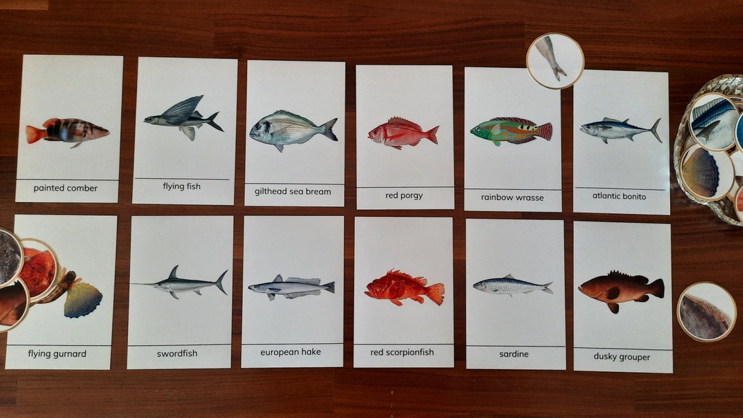 Fish Montessori Flashcards Montessori Materials Printable - Etsy Australia