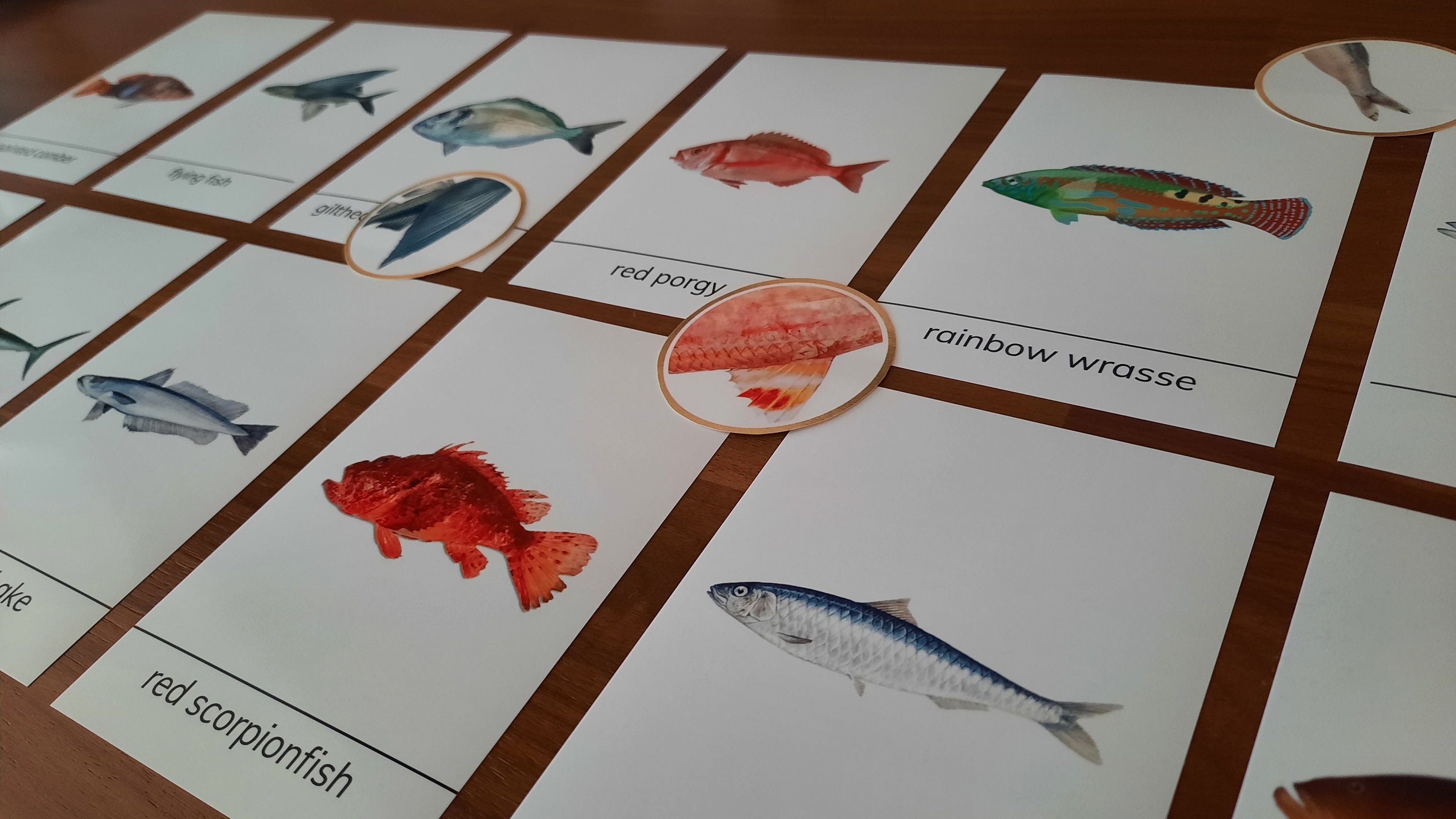 Fish Montessori Flashcards, Montessori Materials Printable, Sea ...