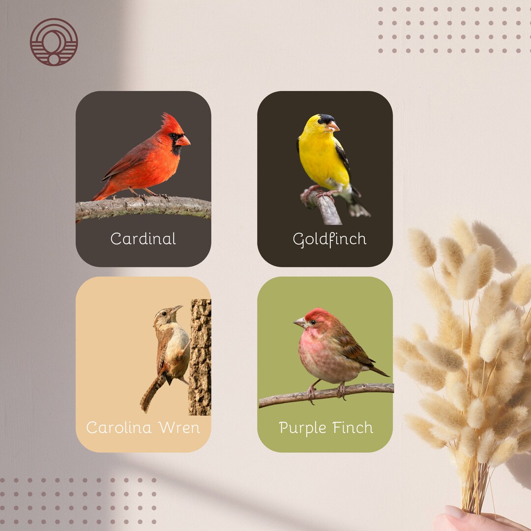 BIRDS real Pictures 27 Montessori Cards Flash Cards Nomenclature ...