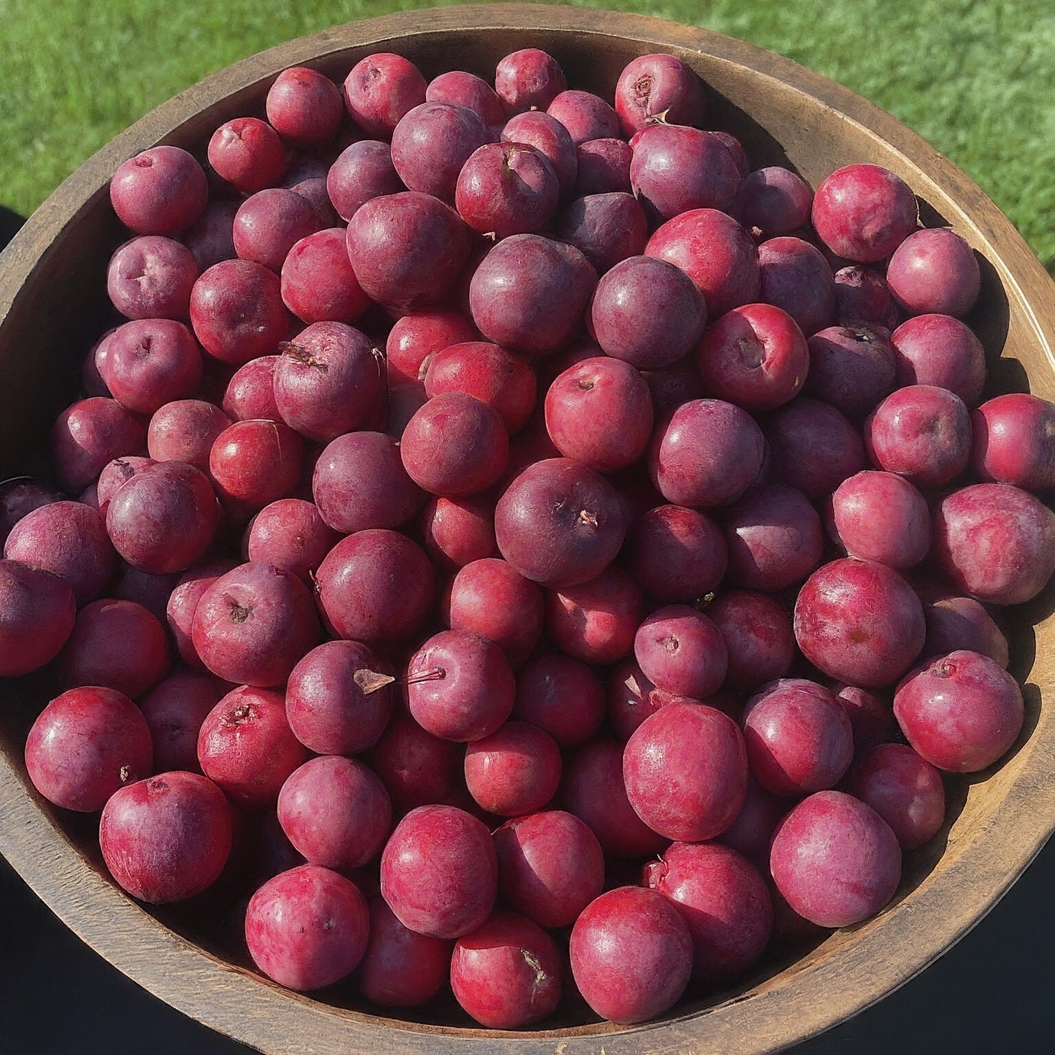 Dolgo Crabapple Apple Tree Seedling Fruit Very Hardy Edible LIVE PLANT ...