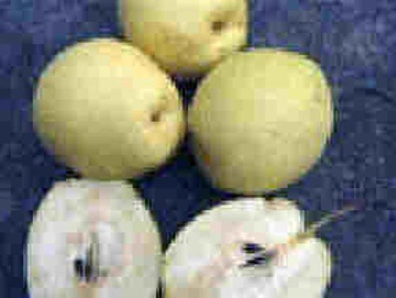 Ussurian Pear Tree Seedling (NO Ca Ship)very Hardy Edible LIVE PLANT ...