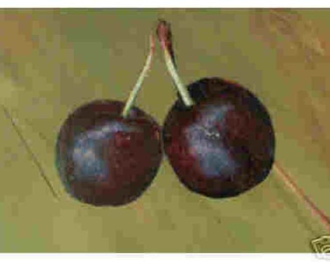 Hansen's Bush Cherry Seedling Fruiting Shrub LIVE PLANT Hardy Dwarf ...