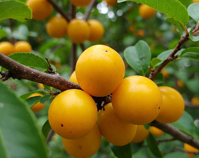 Munson's Yellow Goose Plum Tree Seedling Unique Native Fruit Tree LIVE ...