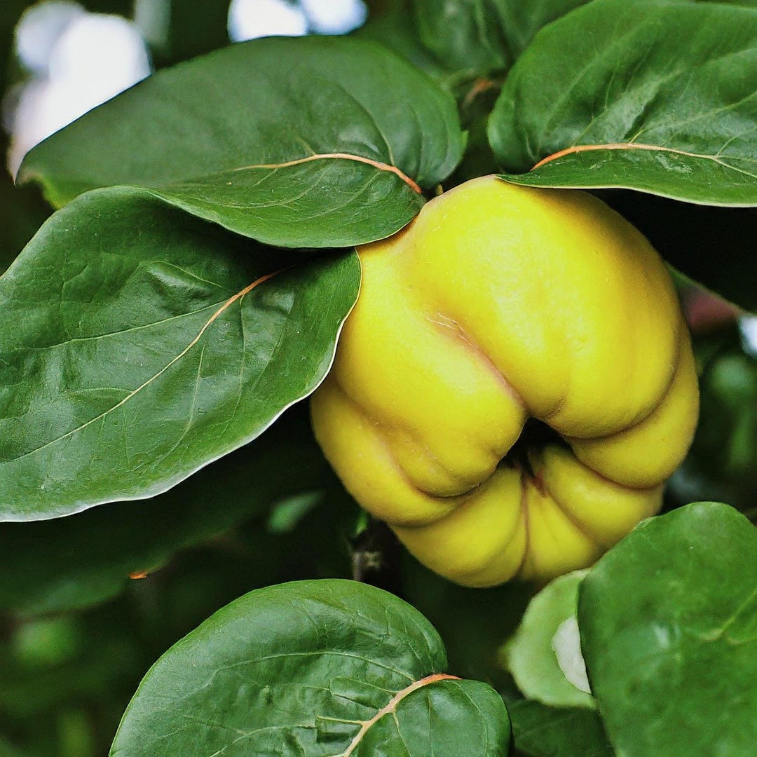 Provence Quince Fruit Tree(no Ca Ship) LIVE PLANT Unique Old Fashioned ...