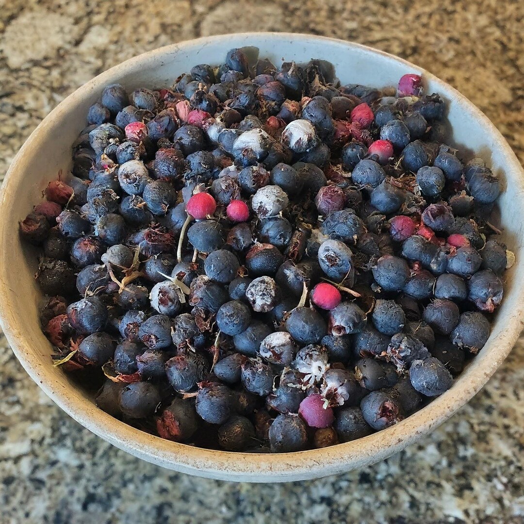 Allegheny Serviceberry Shrub(no Ca Ship) Seedling Fruit Tree LIVE PLANT ...