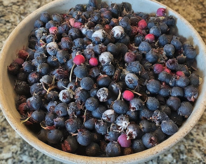 Allegheny Serviceberry Shrub(no Ca Ship) Seedling Fruit Tree LIVE PLANT ...