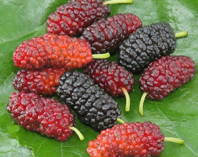 Red Mulberry Tree, Unique Fruit Tree With Red Edible Berries LIVE PLANT ...