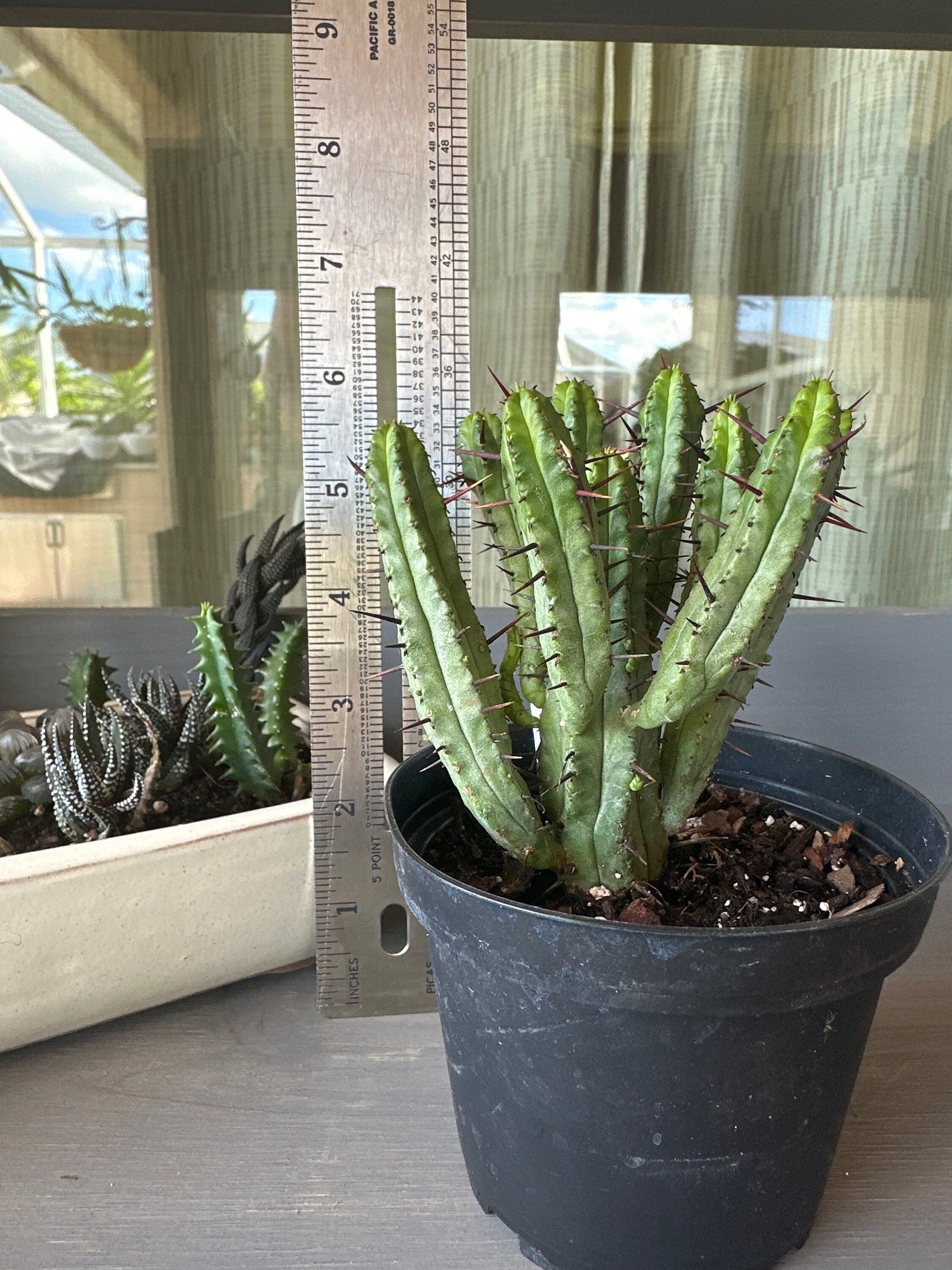 Euphorbia Enopla Pincushion Euphorbia Live Cactus - Etsy