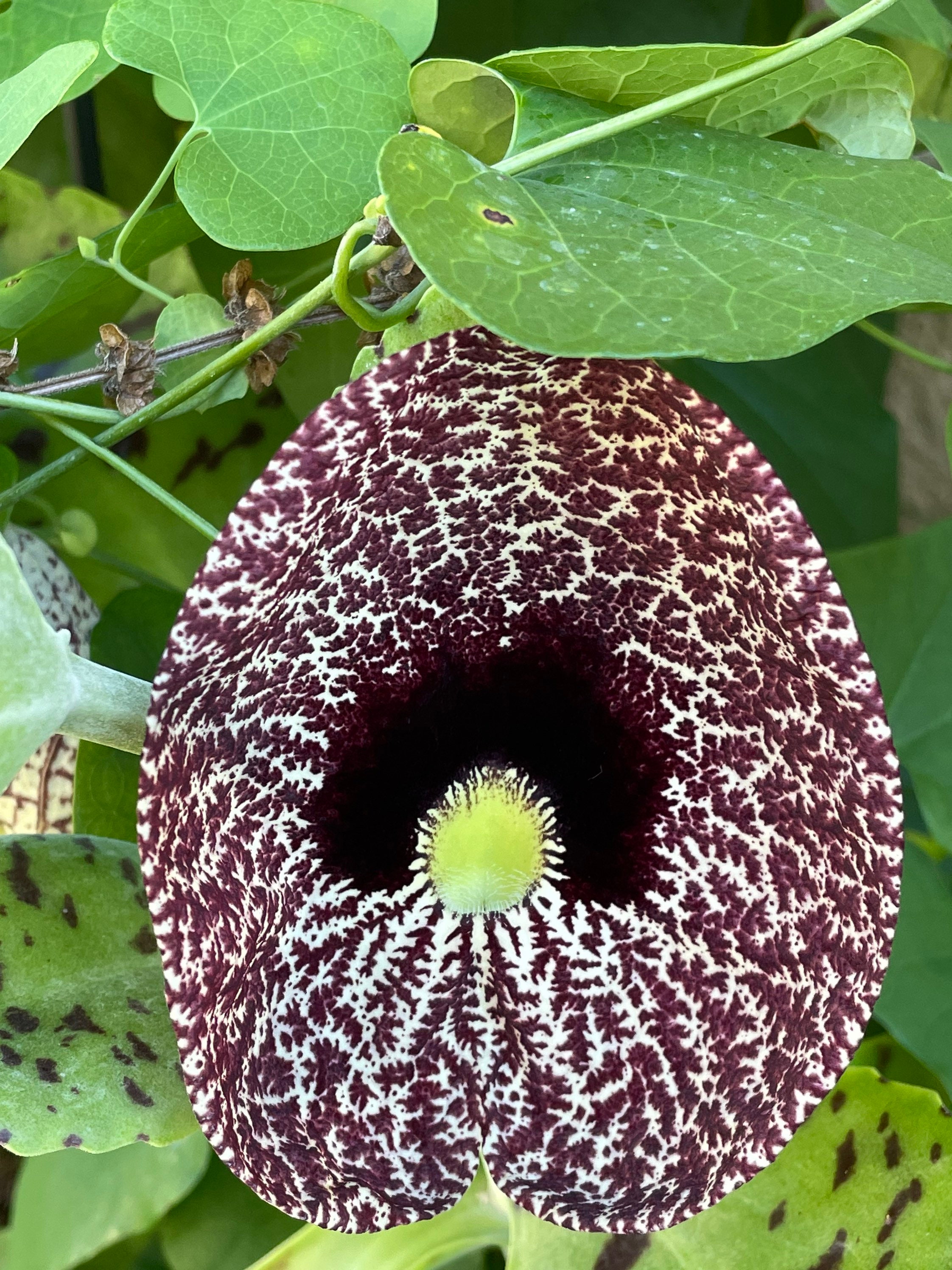 Aristolochia Elegans Dutchman's Pipe or Calico Flower 50+ Organic Non ...